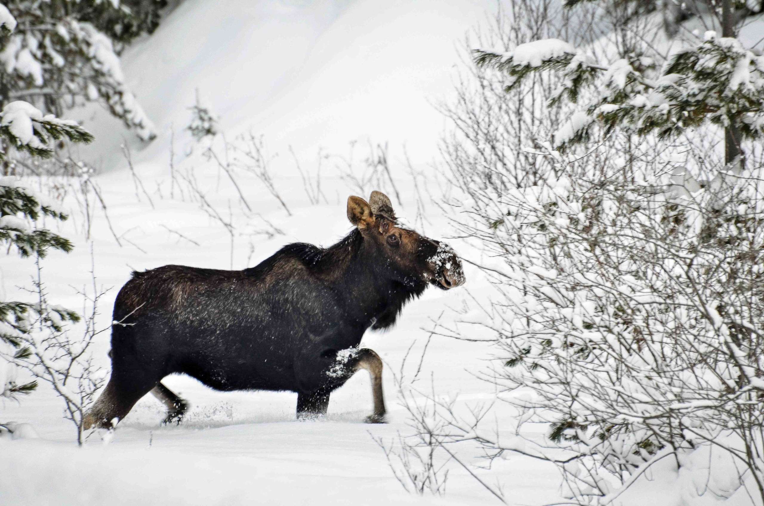 Winter getaway: 36 hours in Nakusp – Revelstoke Mountaineer