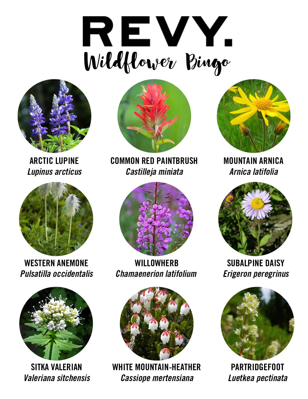 Wildflower blooms focus of new Revelstoke festival – Revelstoke Mountaineer
